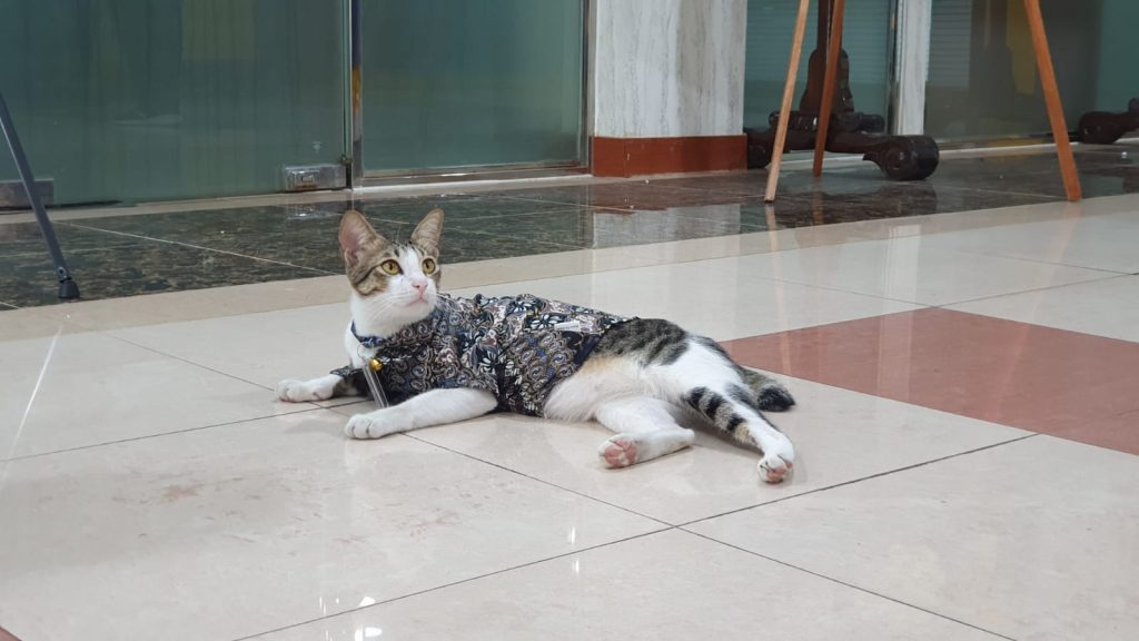 Melihat Langsung Tingkah Soleh, Kucing yang Jadi “Karyawan” di Kantor ...