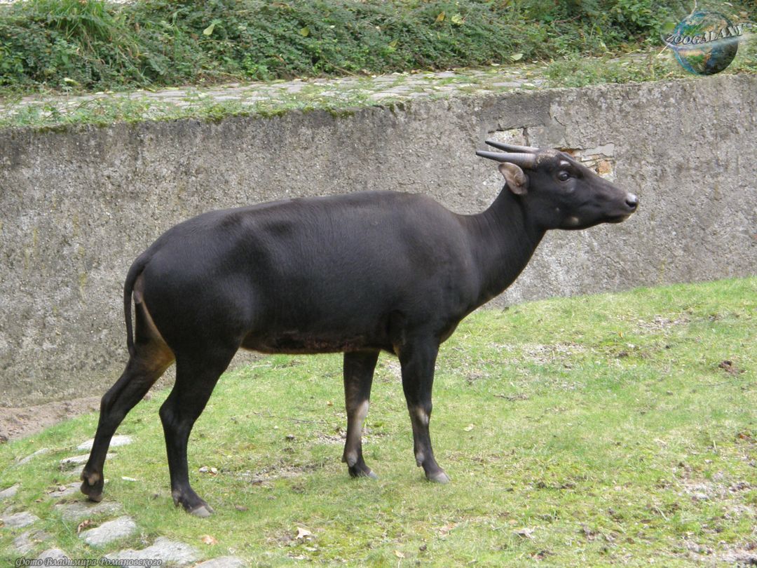 Yay, Seekor Bayi Anoa, Hewan Langka Asal Sulawesi, Lahir di Manado!